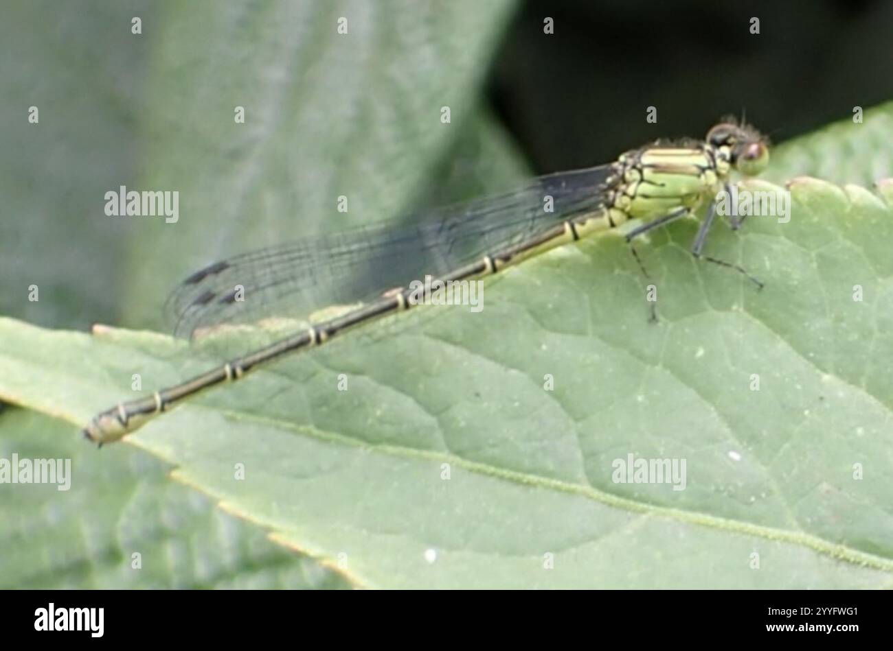 Narrow-winged Damselflies (Coenagrionidae Stock Photo - Alamy