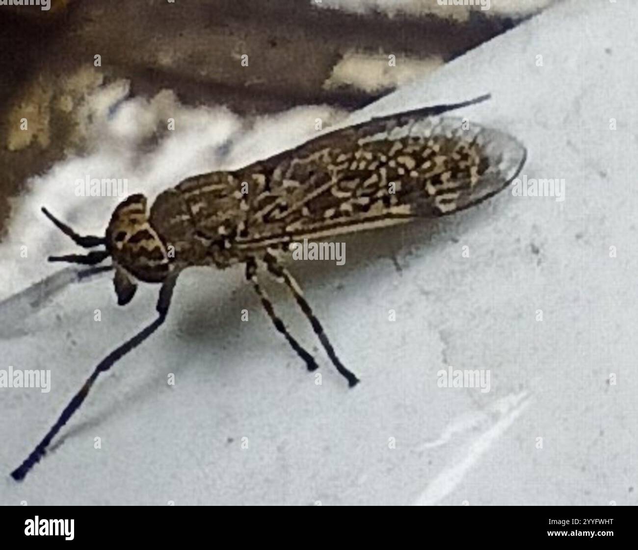 Notch-horned Cleg (Haematopota pluvialis Stock Photo - Alamy