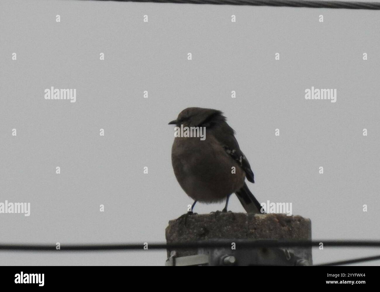 Patagonian Mockingbird (Mimus patagonicus Stock Photo - Alamy