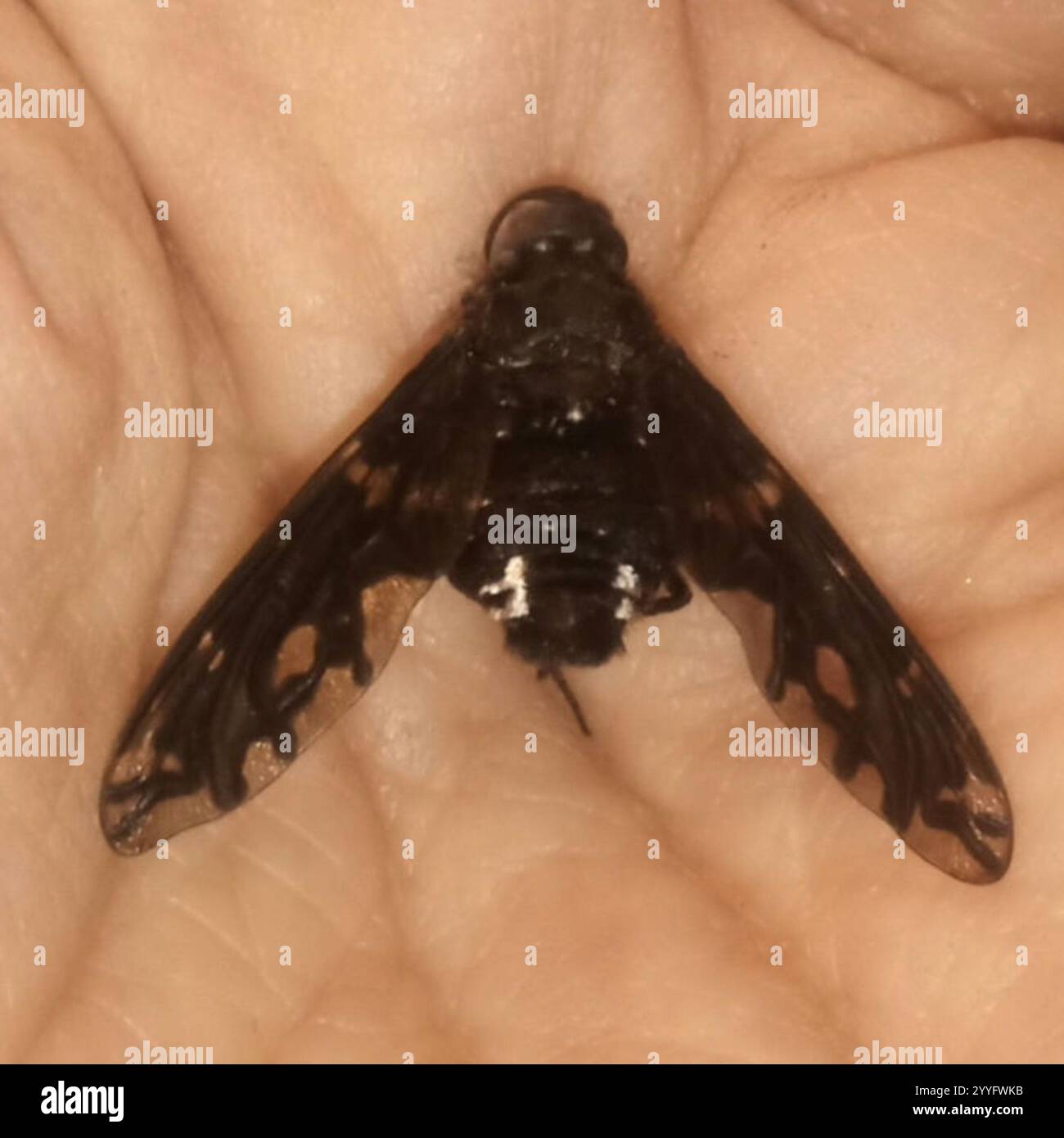 Xenox tigrinus hi-res stock photography and images - Alamy