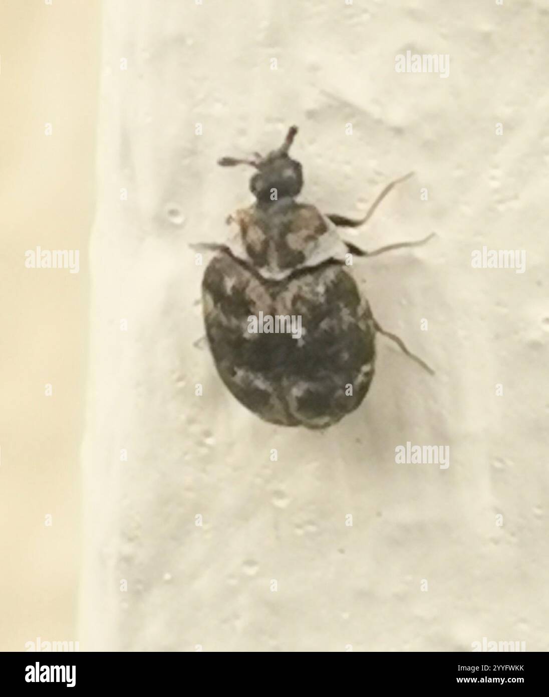 Museum Beetle (Anthrenus museorum Stock Photo - Alamy