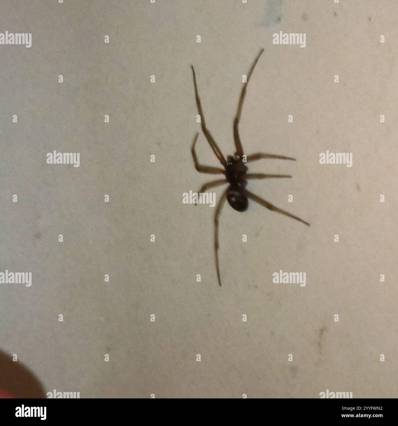 False Black Widow (Steatoda grossa Stock Photo - Alamy