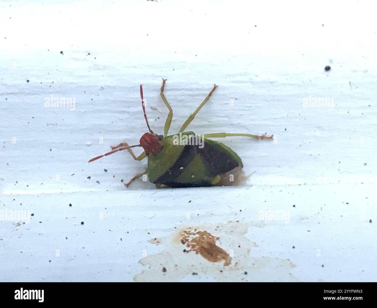 Green Burgundy Stink Bug (Banasa dimidiata Stock Photo - Alamy