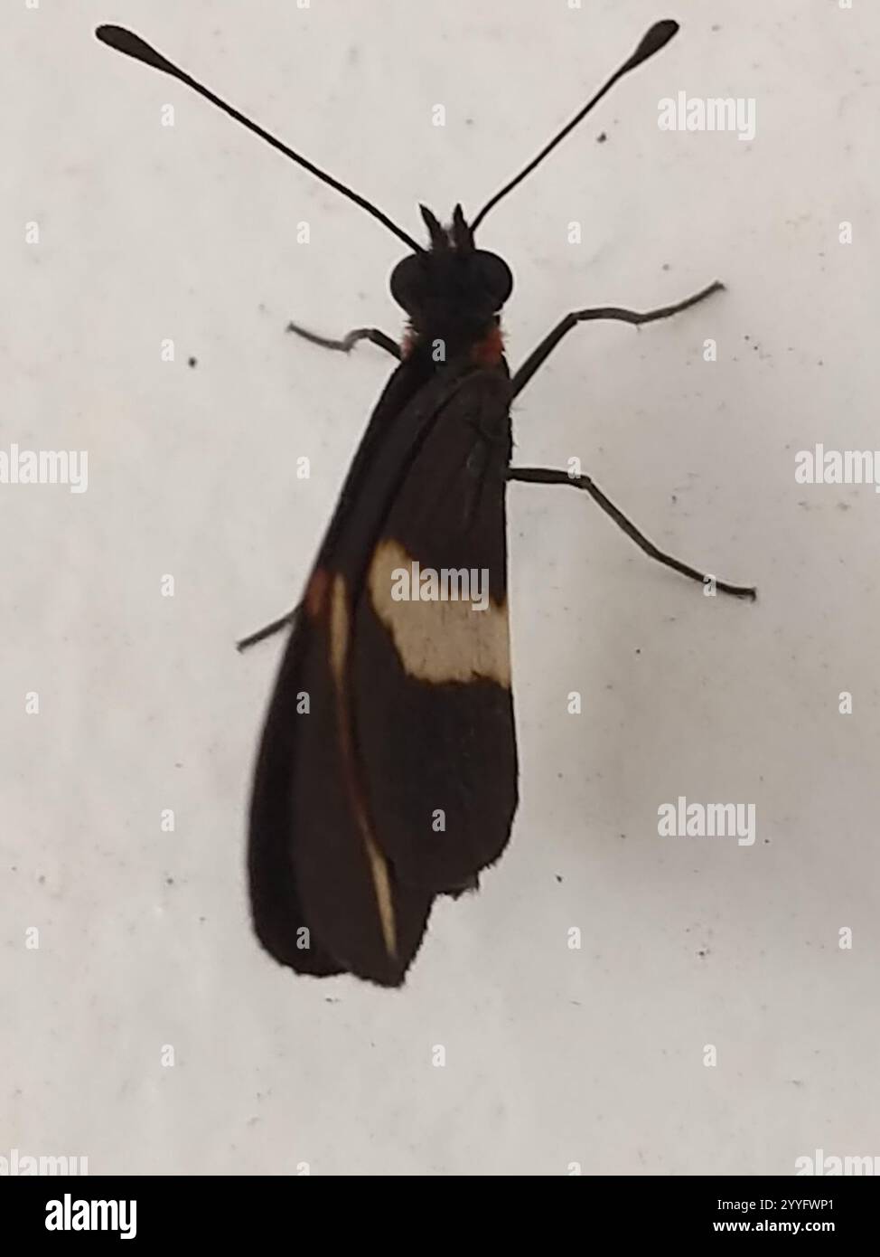 Elf butterfly hi-res stock photography and images - Alamy