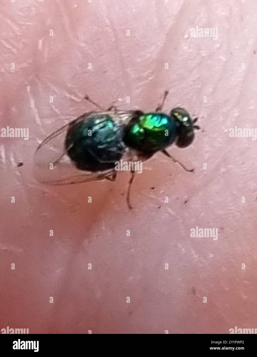 Black-horned Gem Fly (Microchrysa polita Stock Photo - Alamy