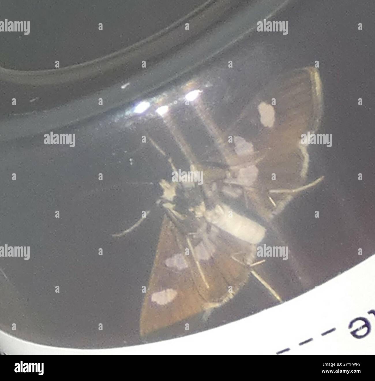 Grape Leaffolder Moth (Desmia funeralis Stock Photo - Alamy