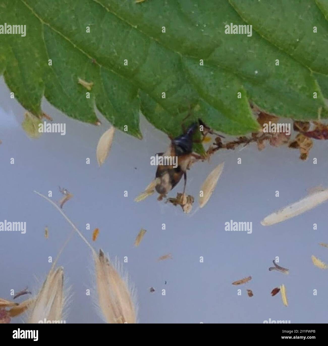 Anthocoris nemorum hi-res stock photography and images - Alamy