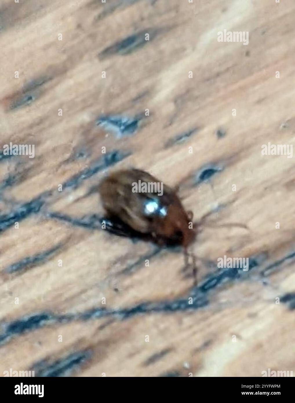 Cucujiform Beetles (Cucujiformia Stock Photo - Alamy