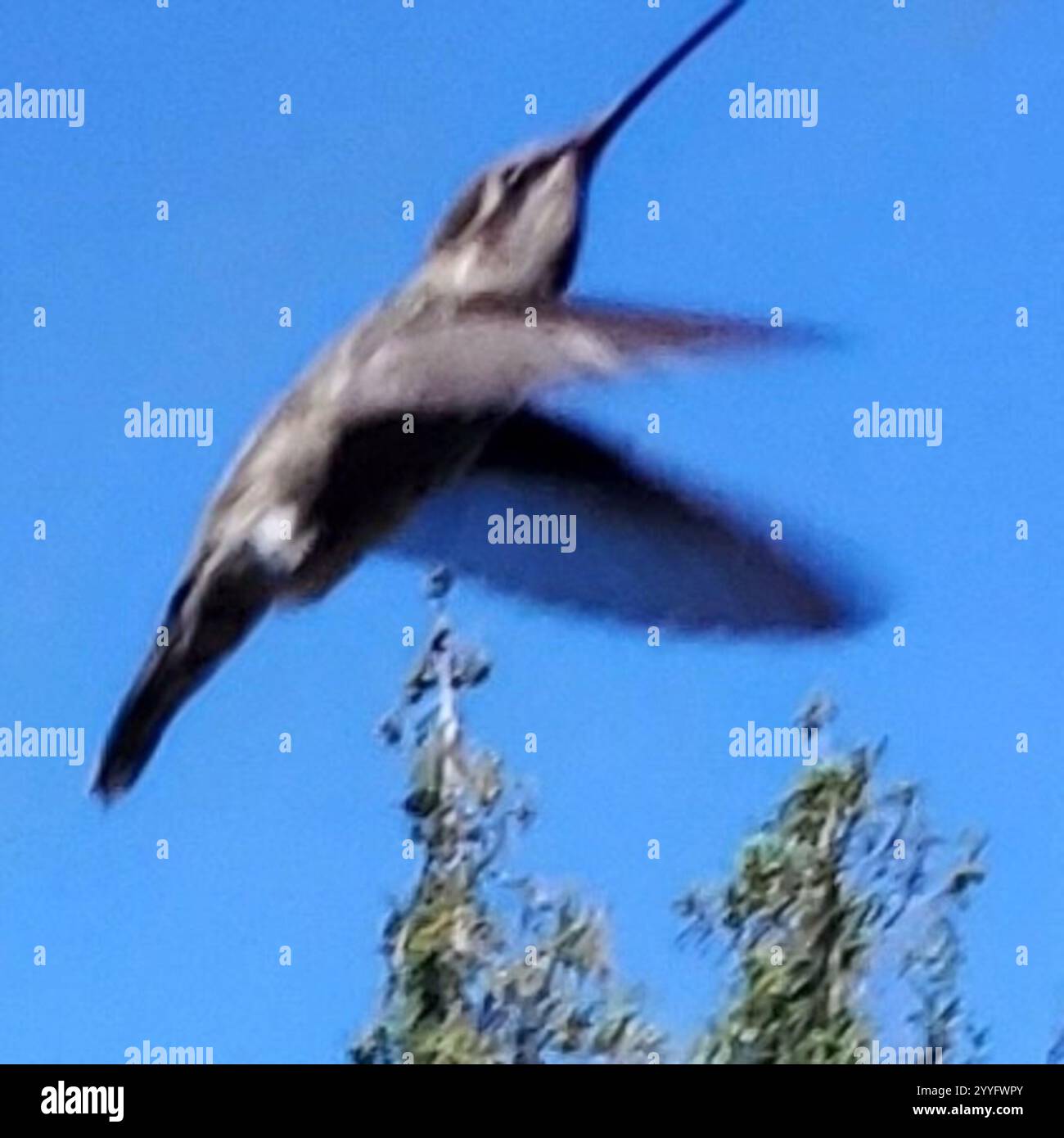 Anna's Hummingbird (Calypte anna Stock Photo - Alamy