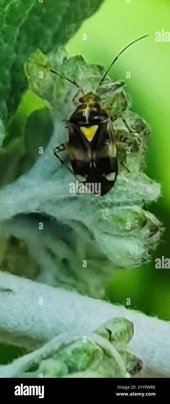 Three Spotted Nettle Bug (Liocoris tripustulatus Stock Photo - Alamy