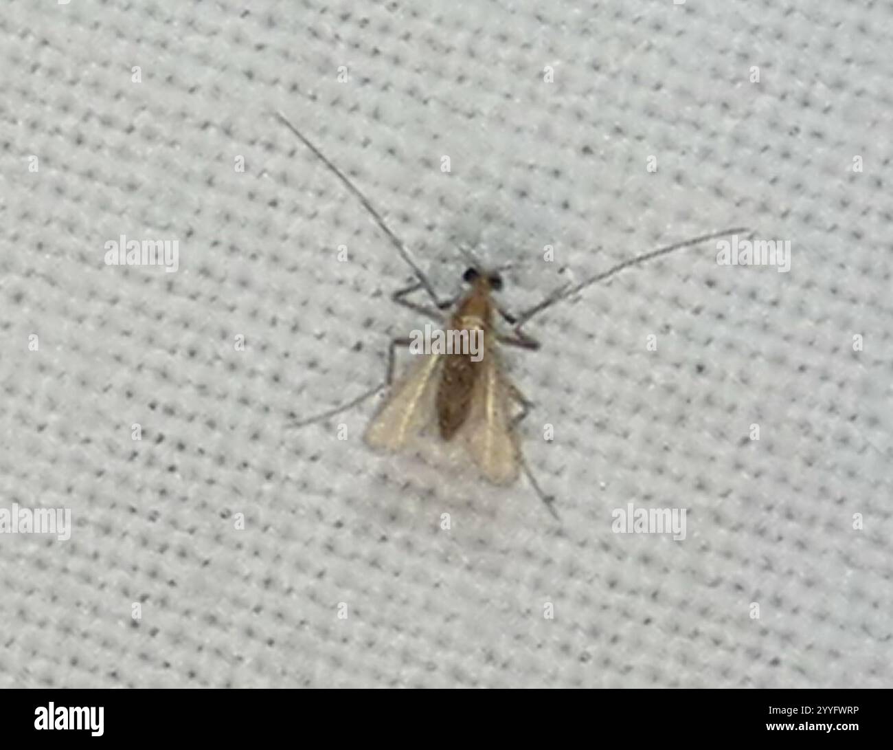 Non-biting Midges (Chironomidae Stock Photo - Alamy
