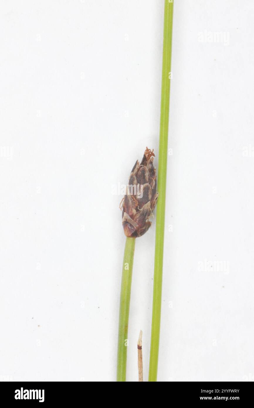 Slender Spikerush (Eleocharis elliptica Stock Photo - Alamy