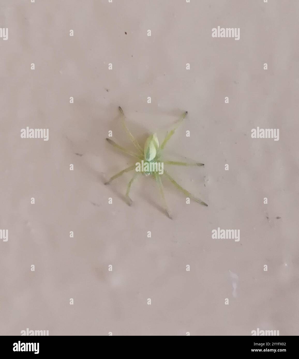 Green Huntsman Spider (Micrommata virescens Stock Photo - Alamy