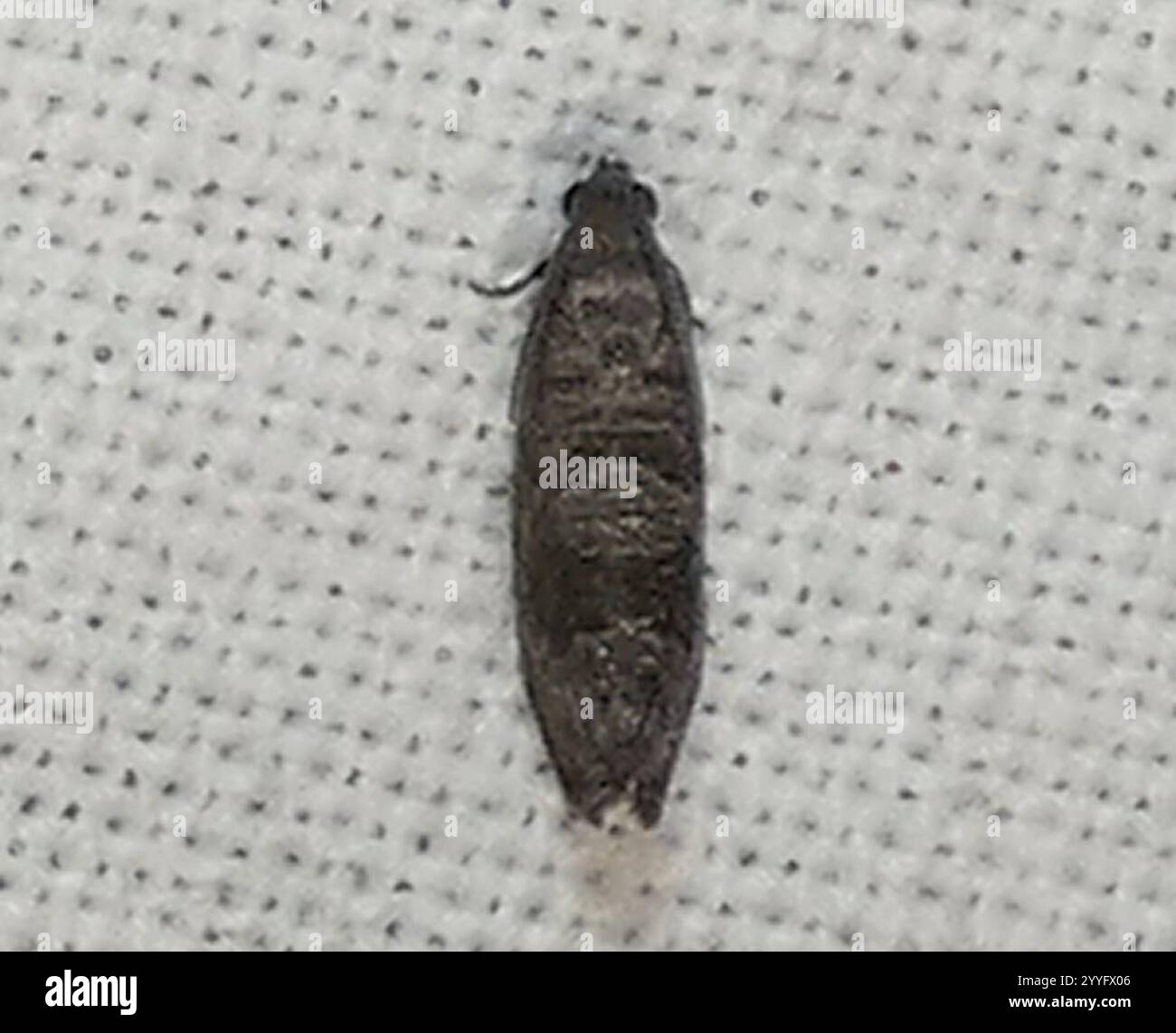 Cherry Fruitworm Moth (Aspila packardi Stock Photo - Alamy