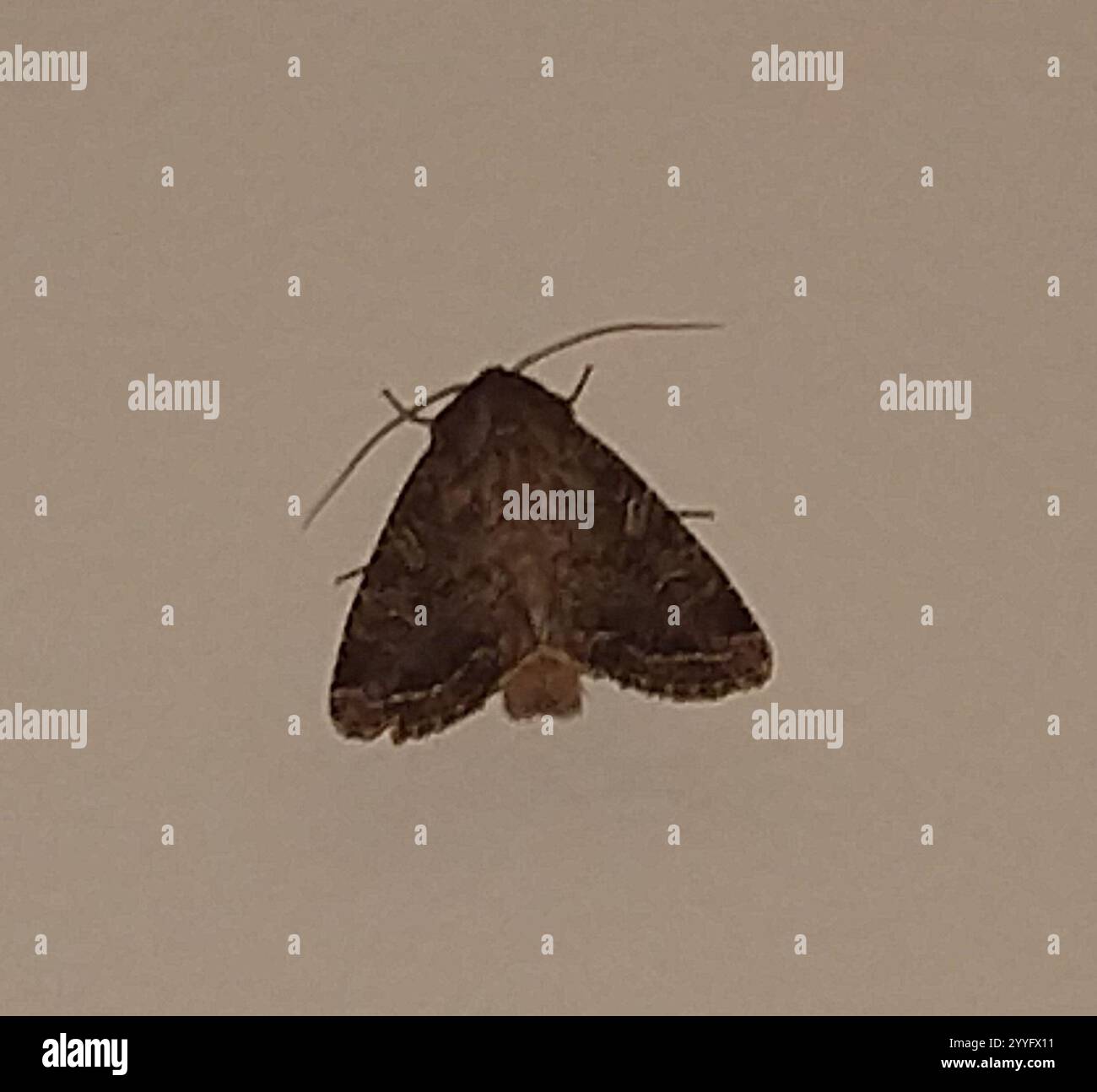 Glassy Cutworm Moth (Apamea devastator Stock Photo - Alamy