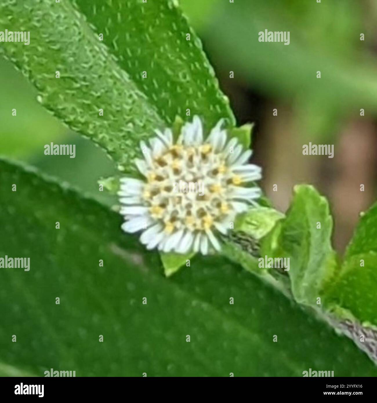 false daisy (Eclipta prostrata Stock Photo - Alamy