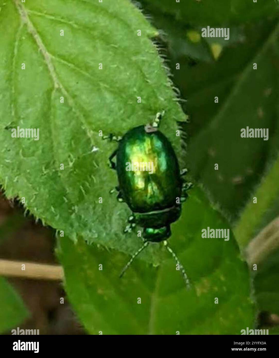 Mint Leaf beetle (Chrysolina herbacea Stock Photo - Alamy
