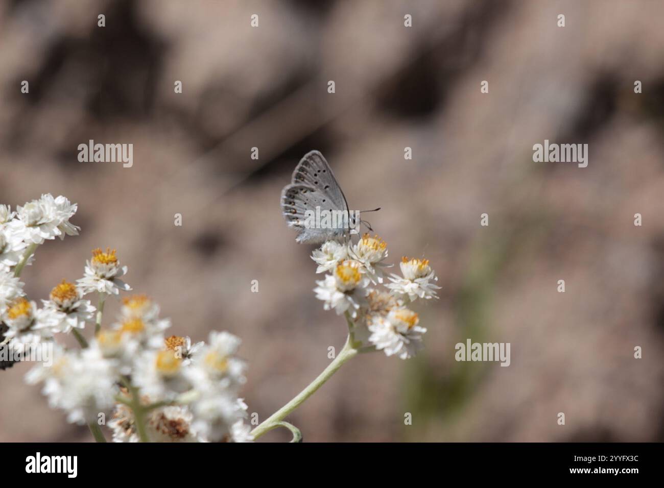 Anna's Blue (Plebejus anna Stock Photo - Alamy