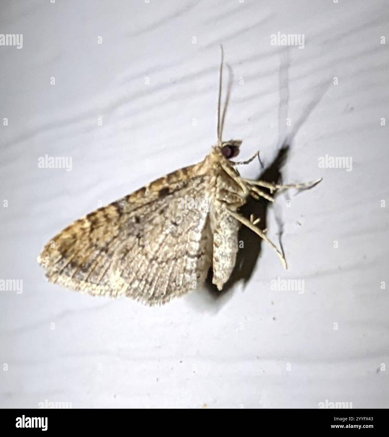 Gem Moth (Orthonama obstipata Stock Photo - Alamy