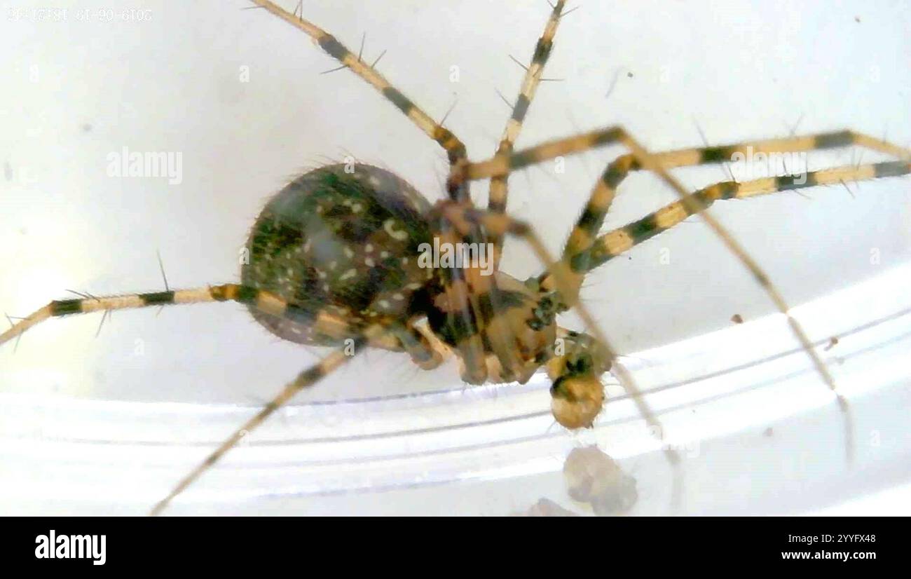 Sheetweb and Dwarf Weavers (Linyphiidae Stock Photo - Alamy