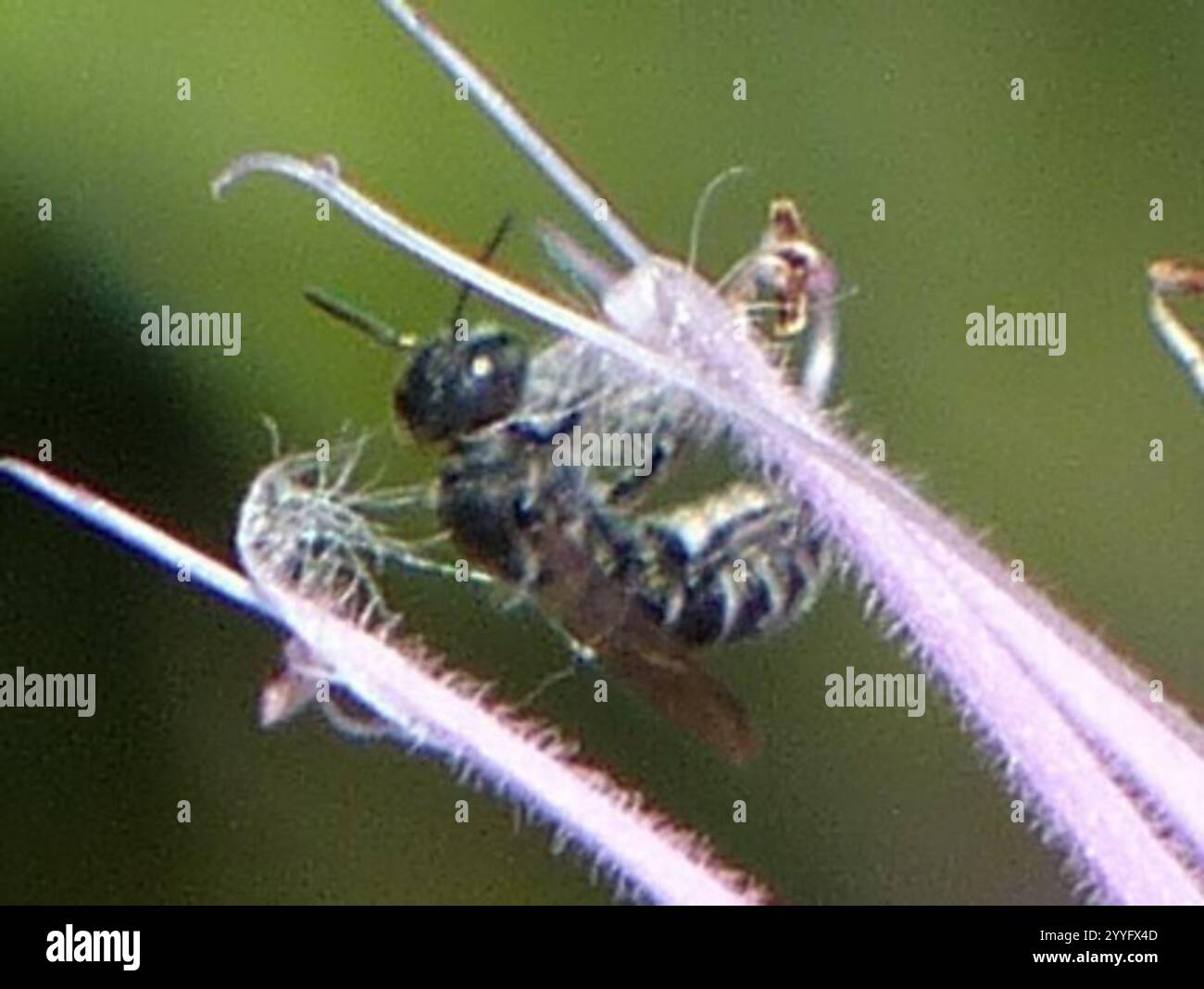 Armored-Resin bees (Heriades Stock Photo - Alamy