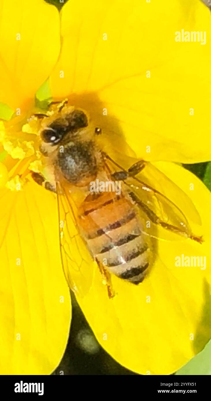 Western Honey Bee (Apis mellifera Stock Photo - Alamy