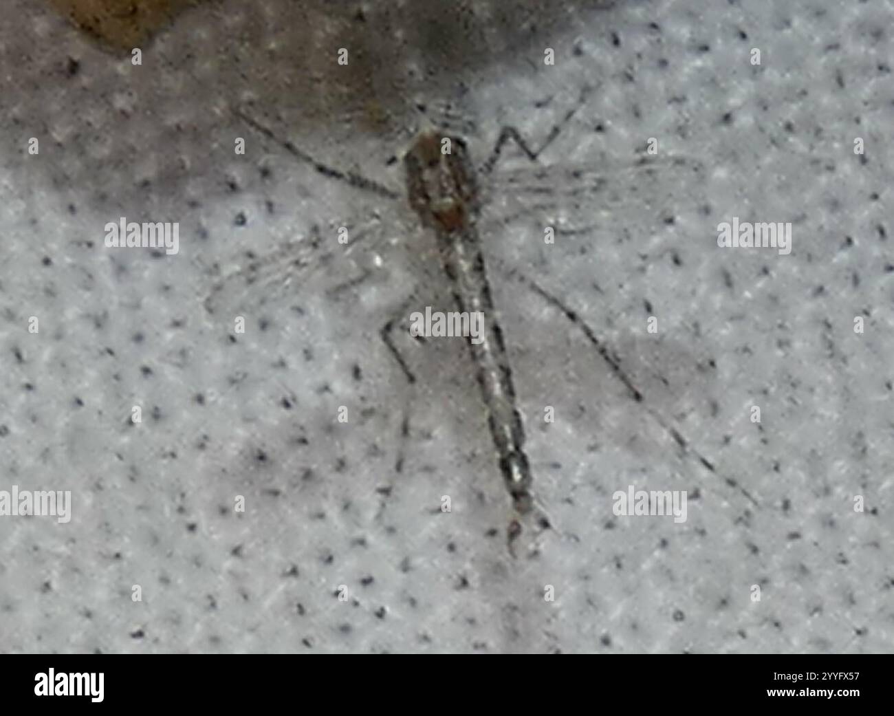 Phantom midges hi-res stock photography and images - Alamy