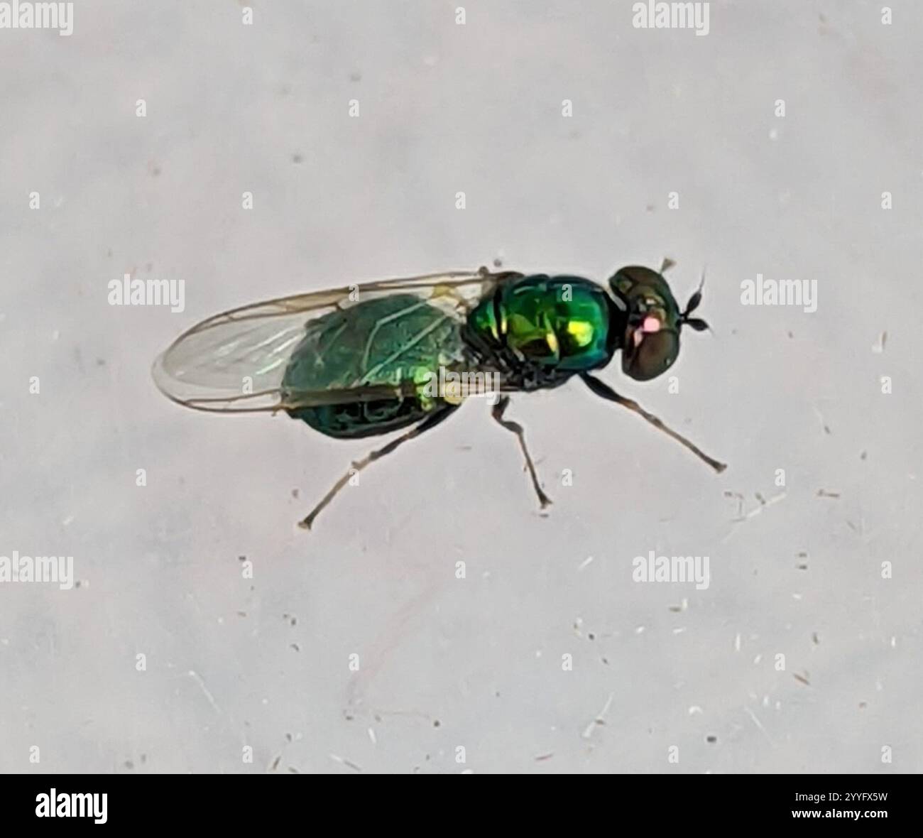 Black-horned Gem Fly (Microchrysa polita Stock Photo - Alamy