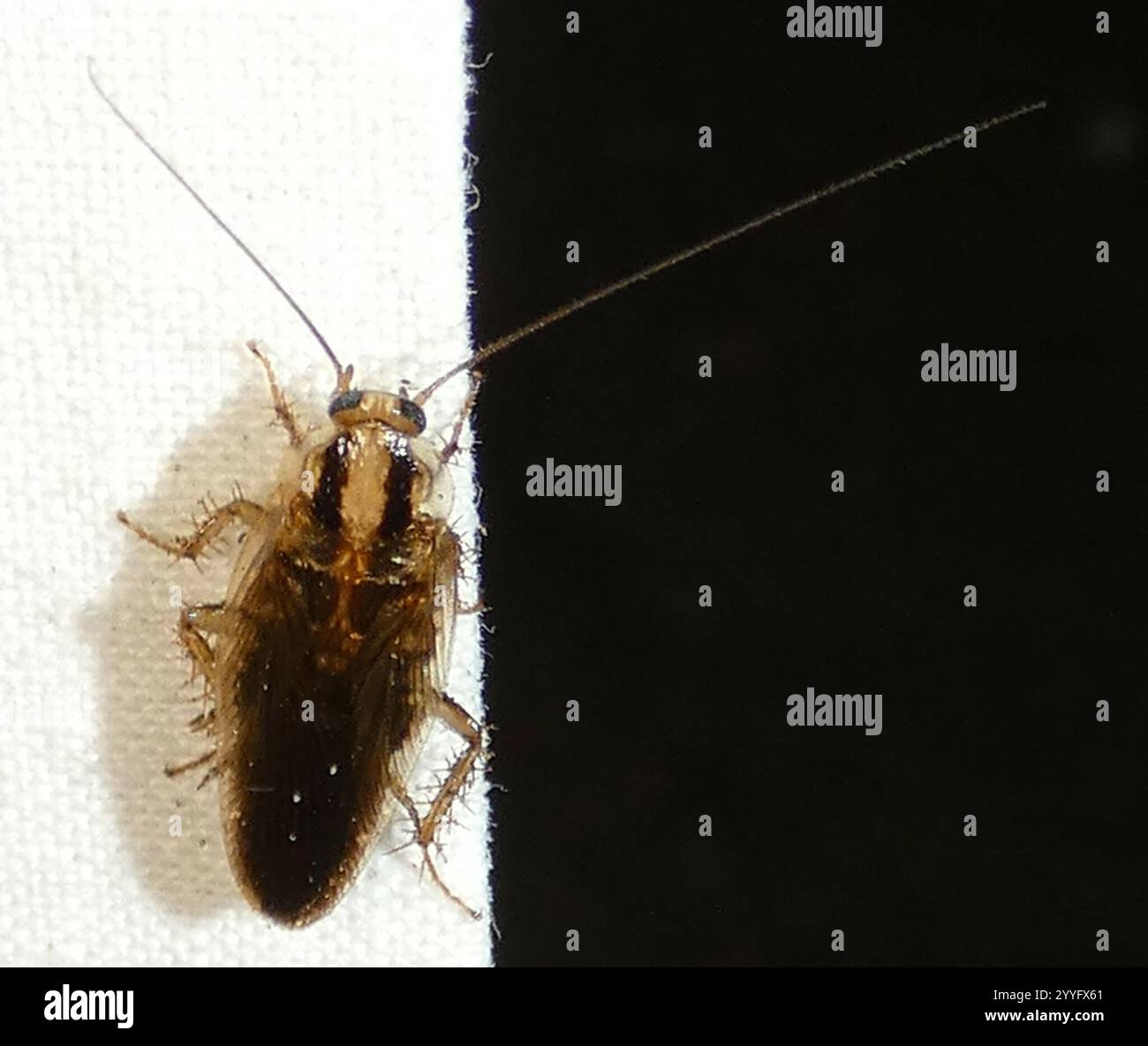 Asian Cockroach (Blattella asahinai Stock Photo - Alamy