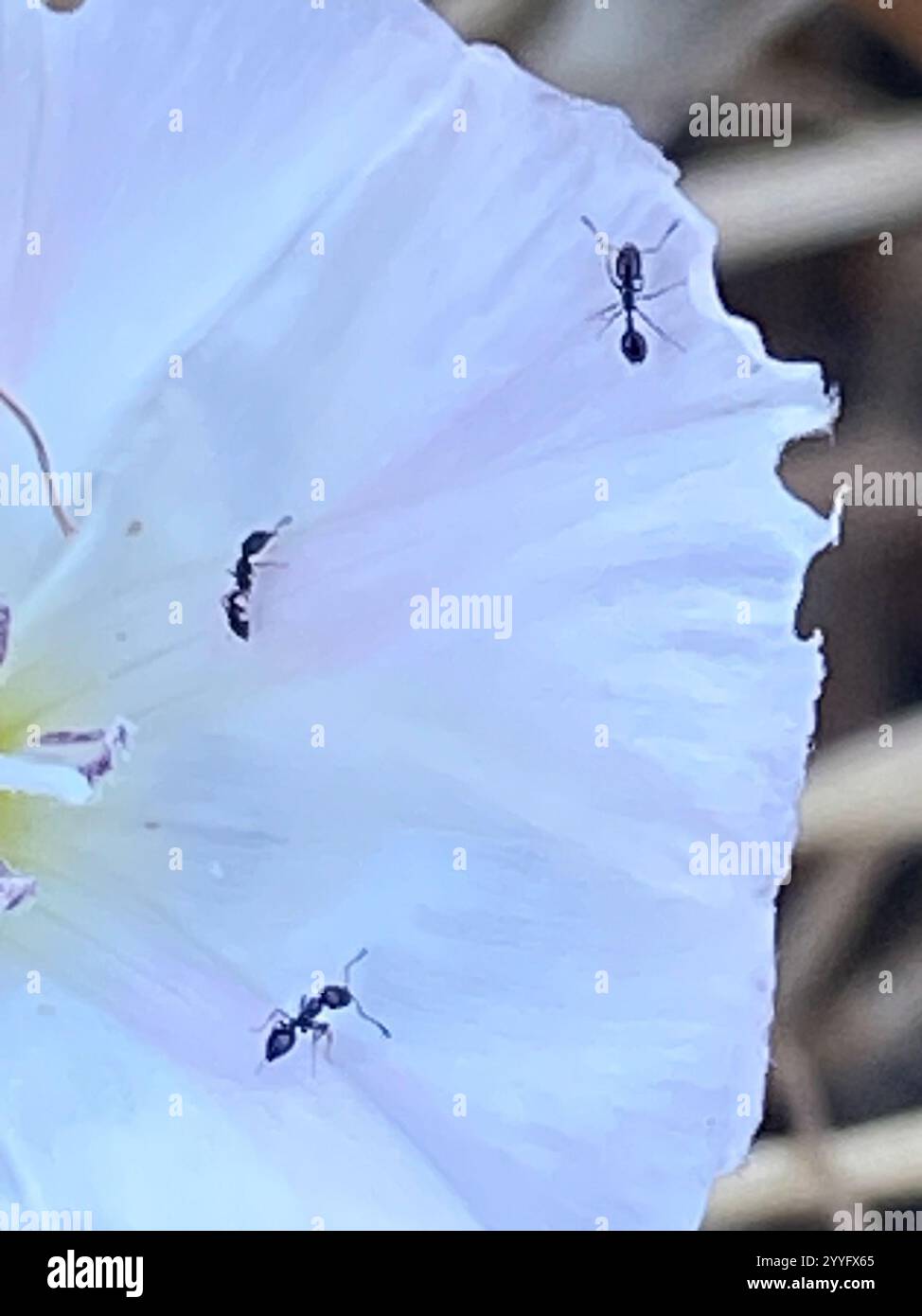 Common Trailing Ant (Monomorium minimum Stock Photo - Alamy