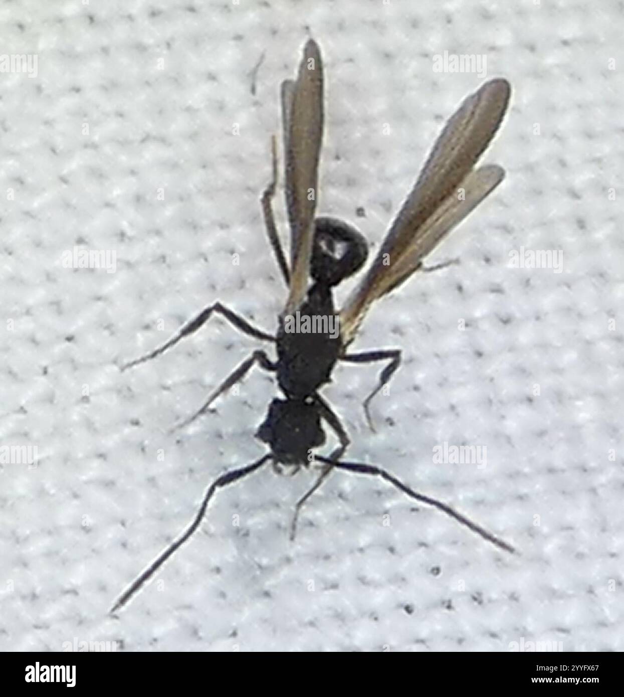 Rimose Fungus-farming Ant (Cyphomyrmex rimosus Stock Photo - Alamy