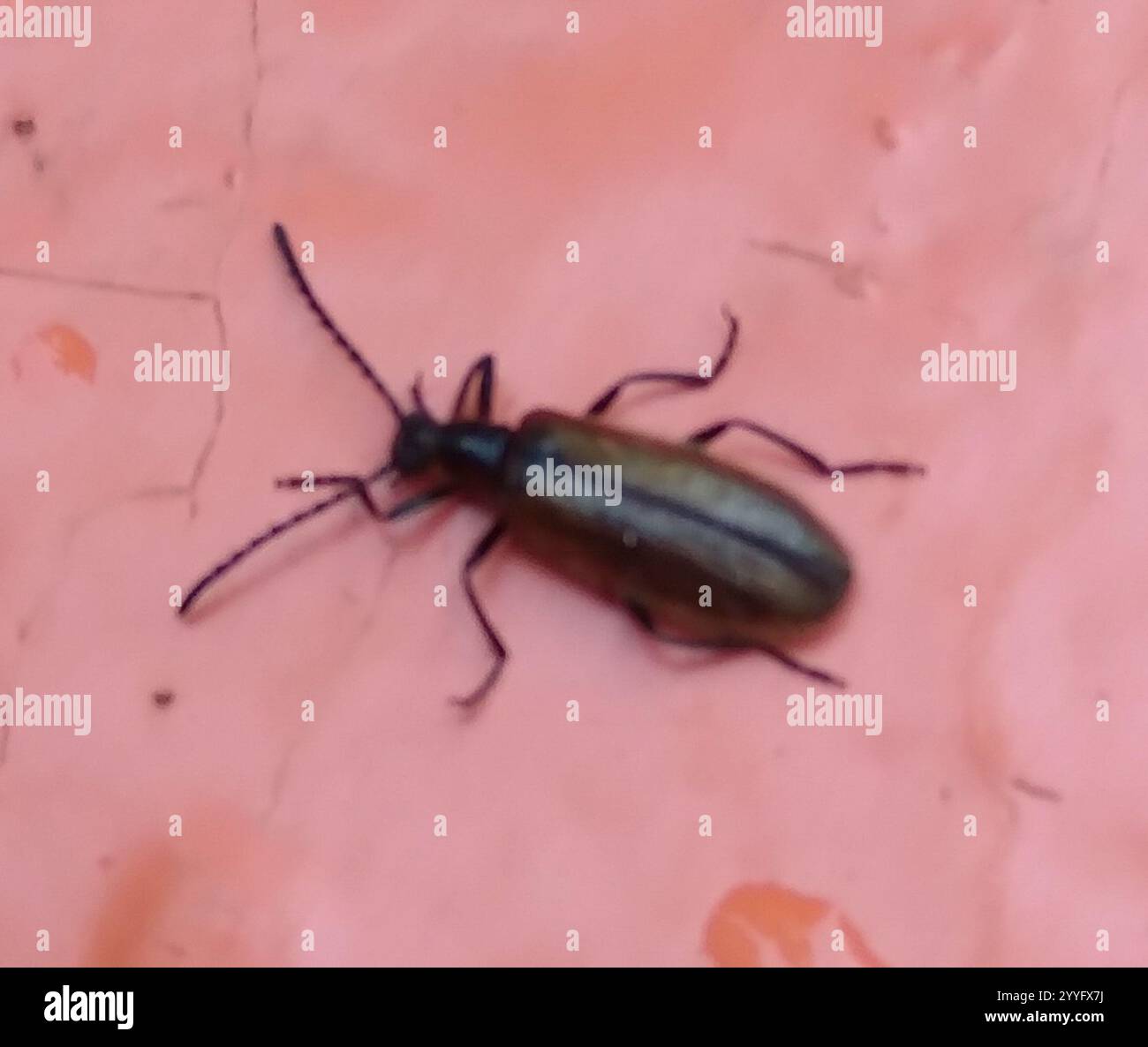 Rough-haired Lagria Beetle (Lagria hirta Stock Photo - Alamy