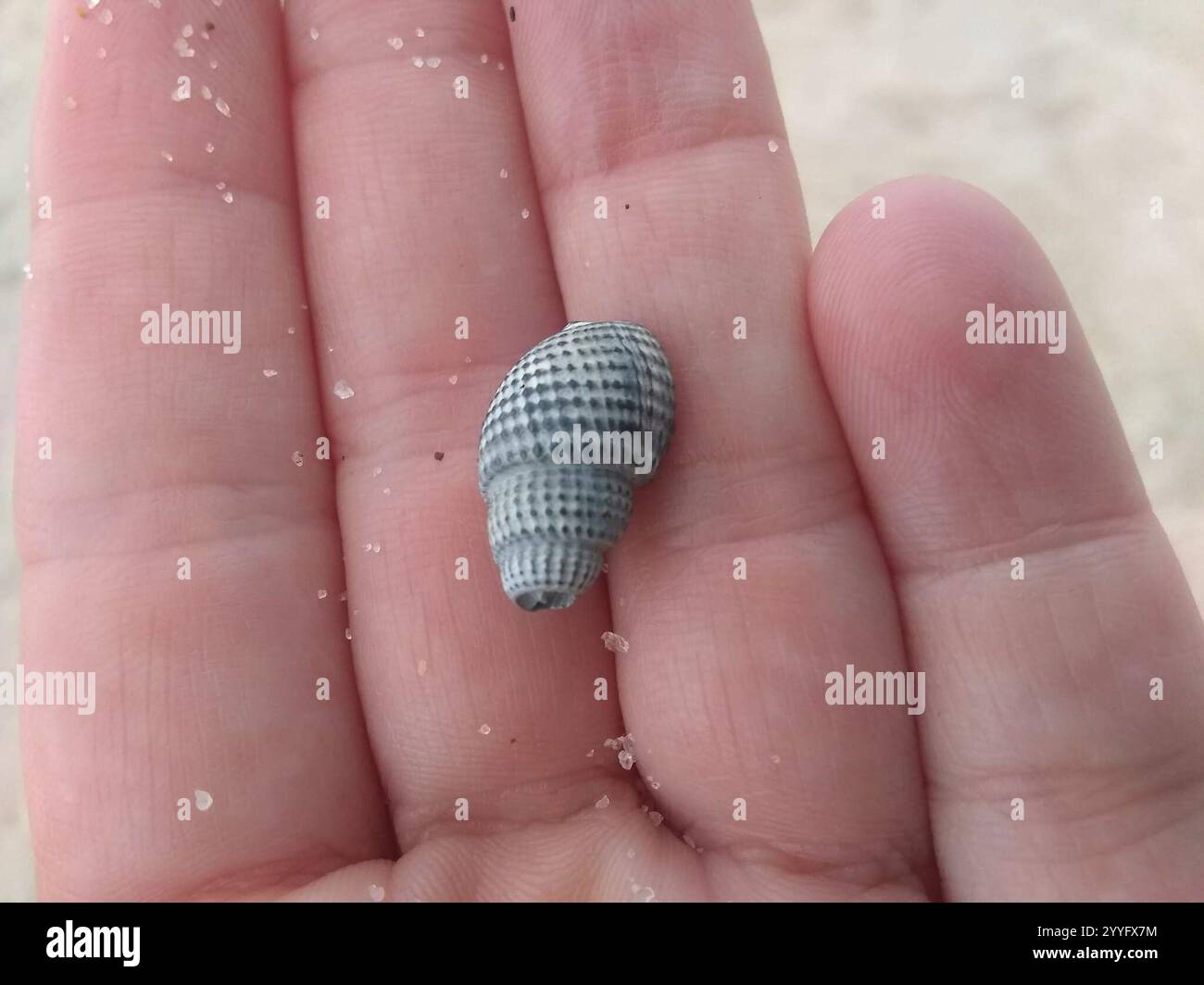Threeline Mudsnail (Ilyanassa trivittata Stock Photo - Alamy