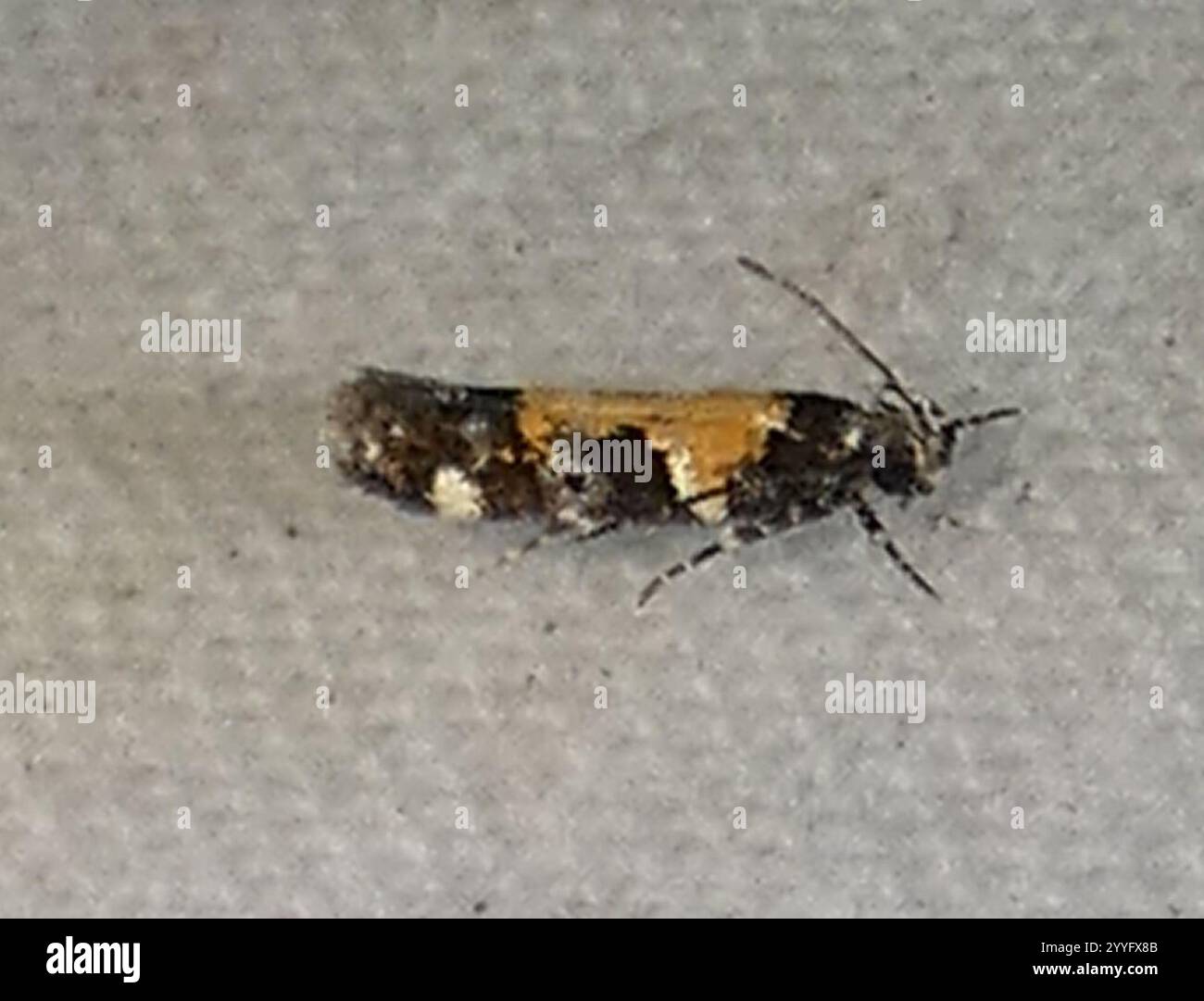 Red-necked Peanutworm Moth (Stegasta bosqueella Stock Photo - Alamy