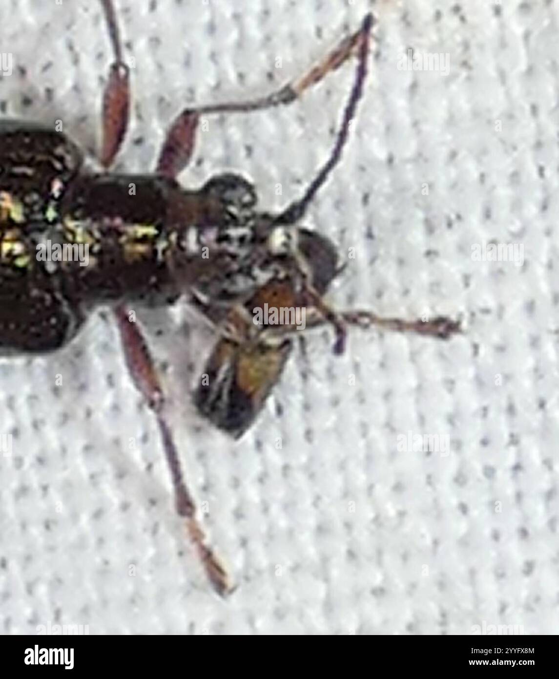 Auger Beetles (Bostrichidae Stock Photo - Alamy