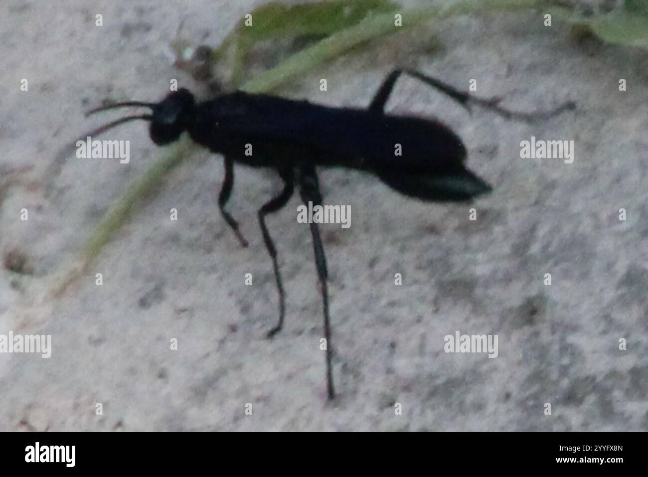 Blue Mud-dauber Wasps (Chalybion Stock Photo - Alamy
