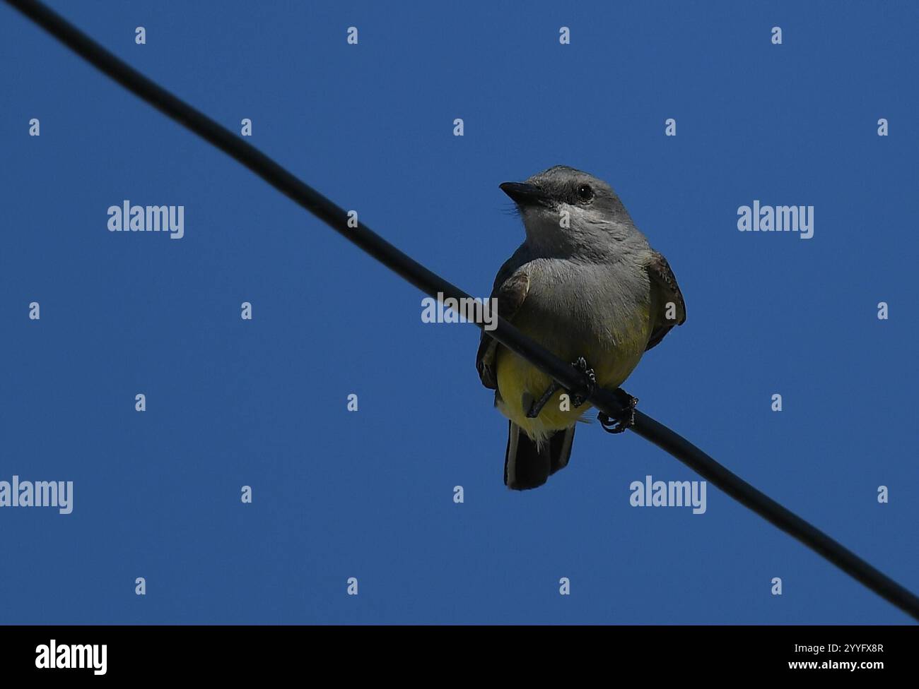 Western Kingbird (Tyrannus verticalis Stock Photo - Alamy