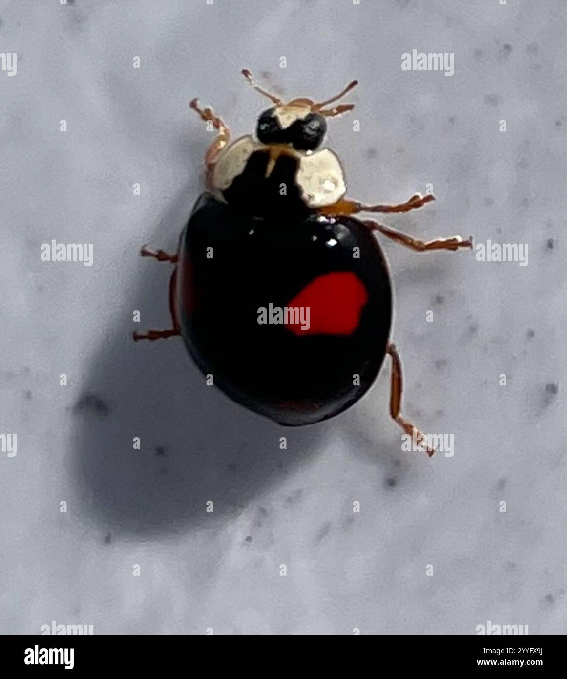 Asian Lady Beetle (Harmonia axyridis Stock Photo - Alamy