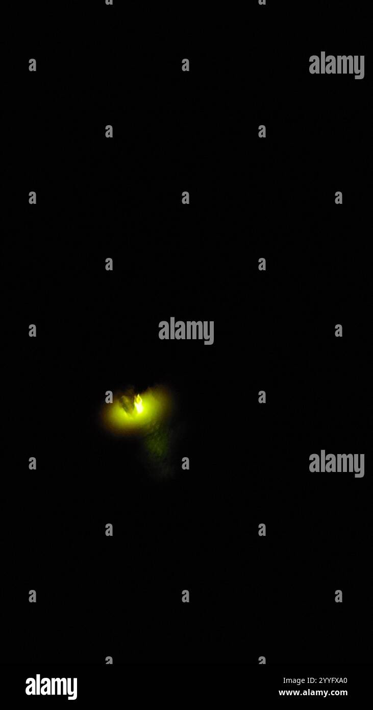 European Glow-worm (Lampyris noctiluca Stock Photo - Alamy
