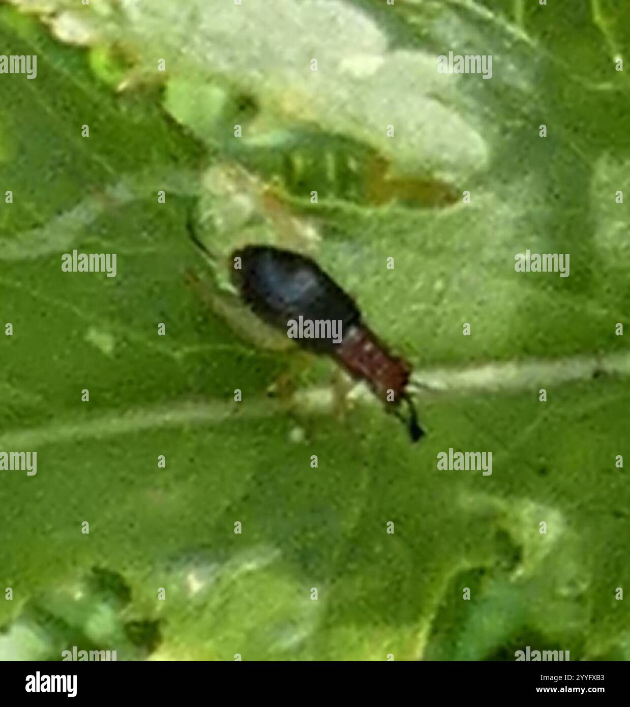 Red-headed Bush Cricket (Phyllopalpus pulchellus Stock Photo - Alamy