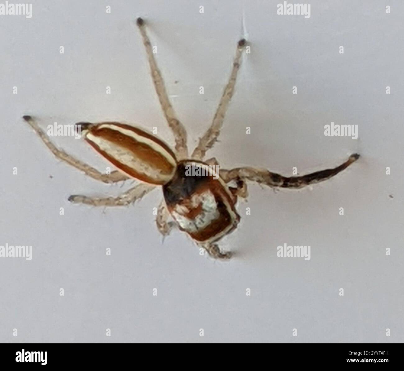 Hooked Striking Jumping Spider (Icius hamatus Stock Photo - Alamy
