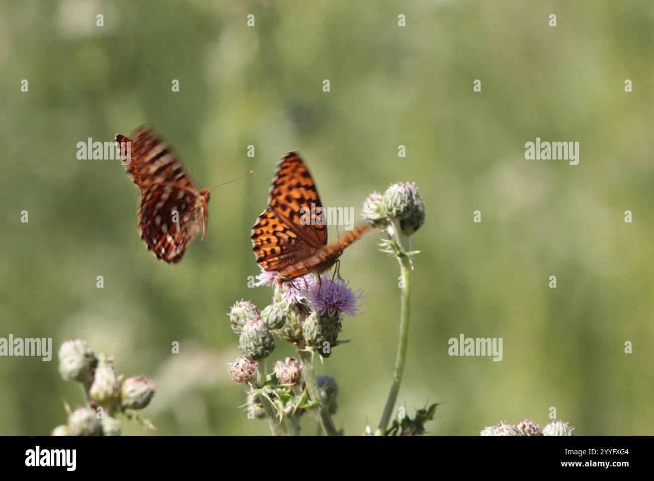 Hydaspe hi-res stock photography and images - Alamy