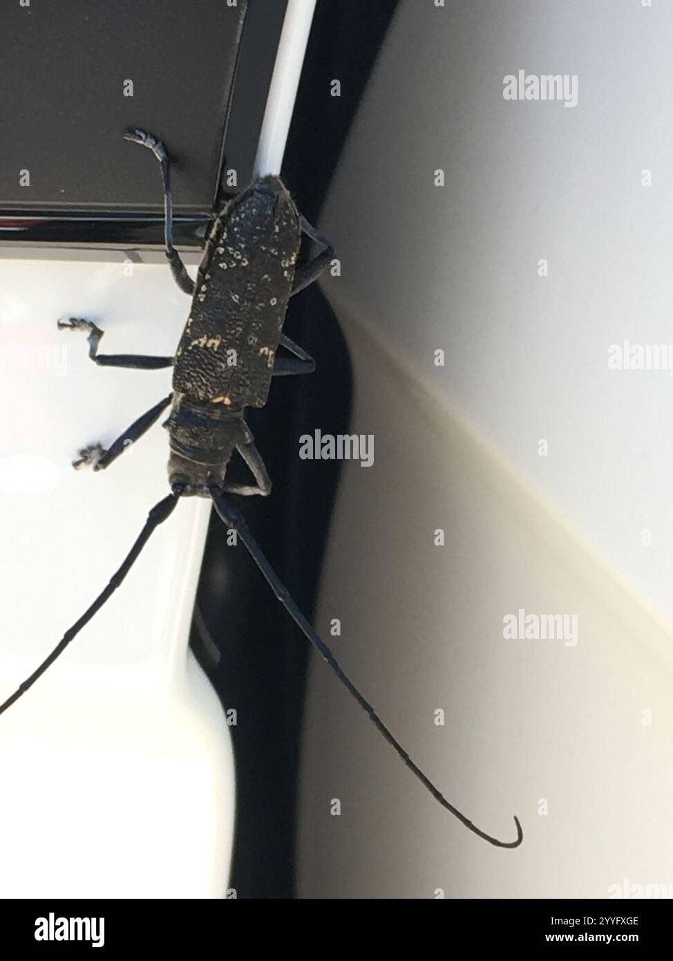 Pine sawyer beetle hi-res stock photography and images - Alamy