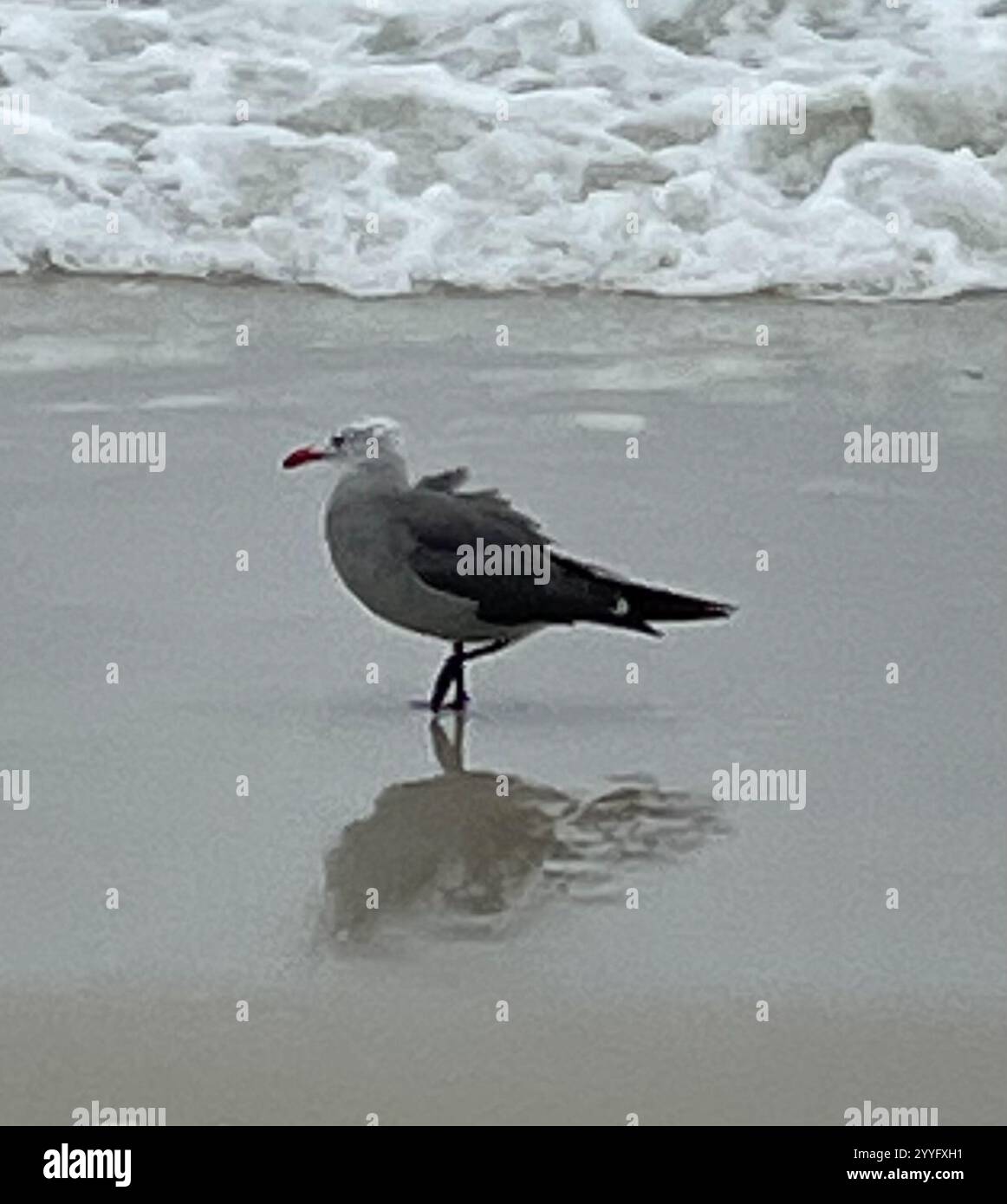 Heermann's Gull (Larus heermanni Stock Photo - Alamy
