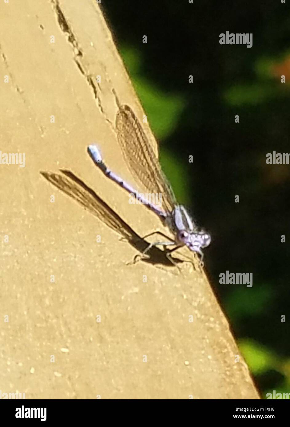 Variable Dancer (Argia fumipennis Stock Photo - Alamy
