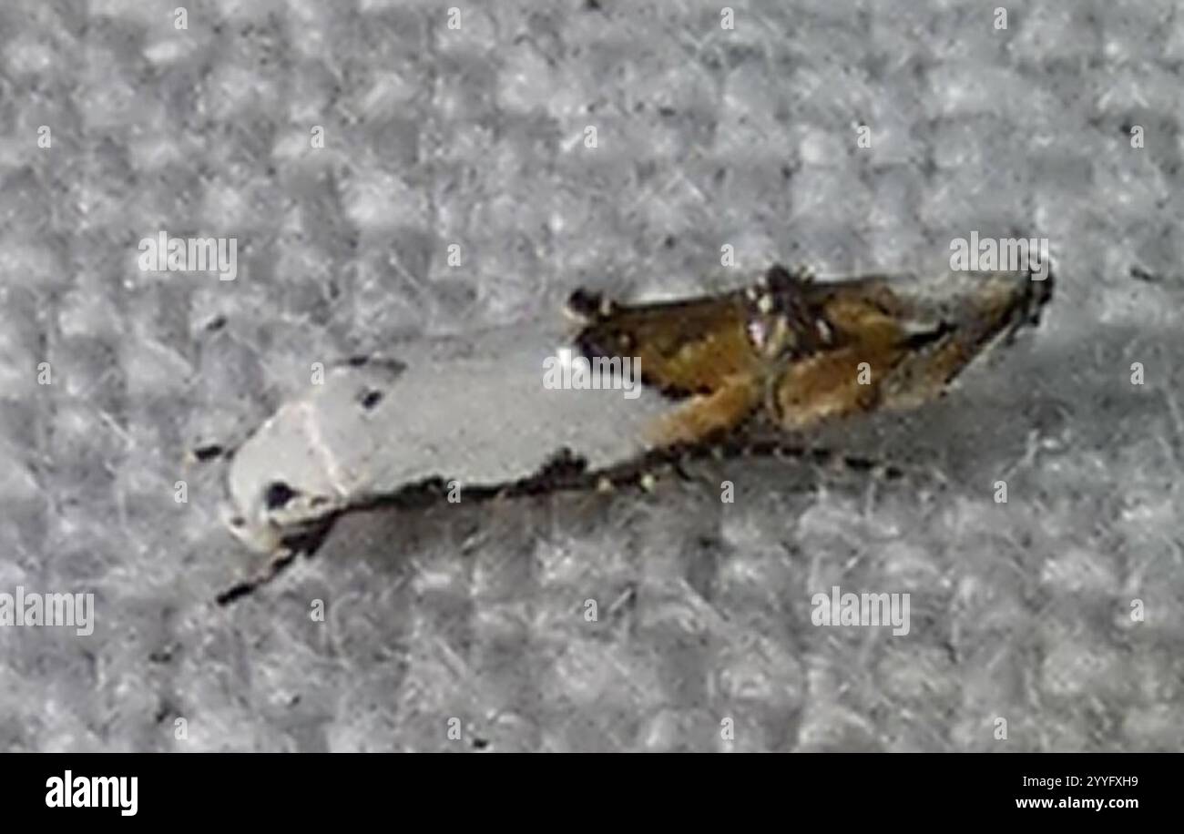 Bottimer's Mompha (Mompha bottimeri Stock Photo - Alamy