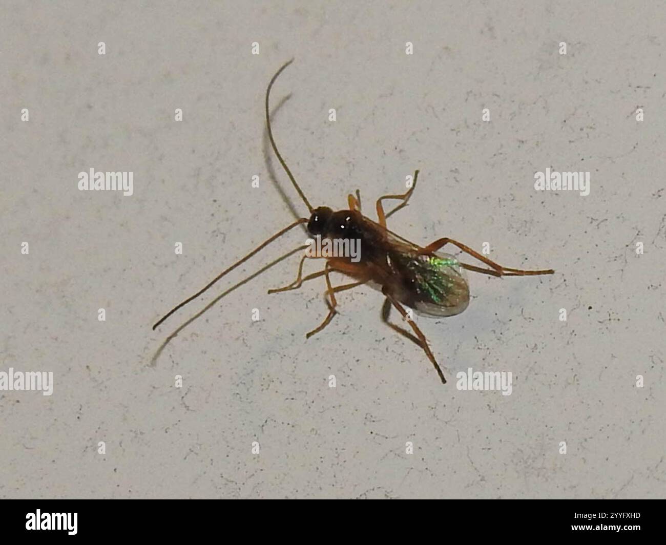 Ichneumonid and Braconid Wasps (Ichneumonoidea Stock Photo - Alamy