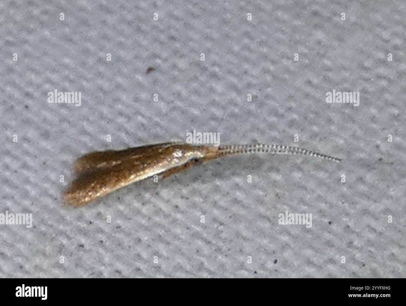 Pecan Cigar Casebearer (Coleophora laticornella Stock Photo - Alamy