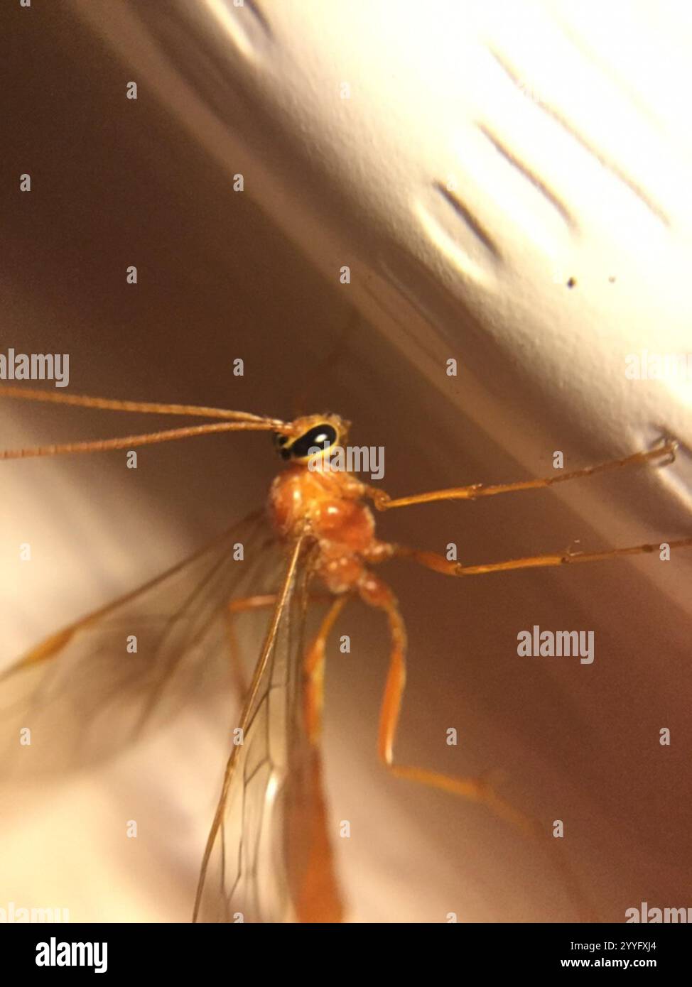 Short-tailed Ichneumonid Wasps (Ophioninae Stock Photo - Alamy
