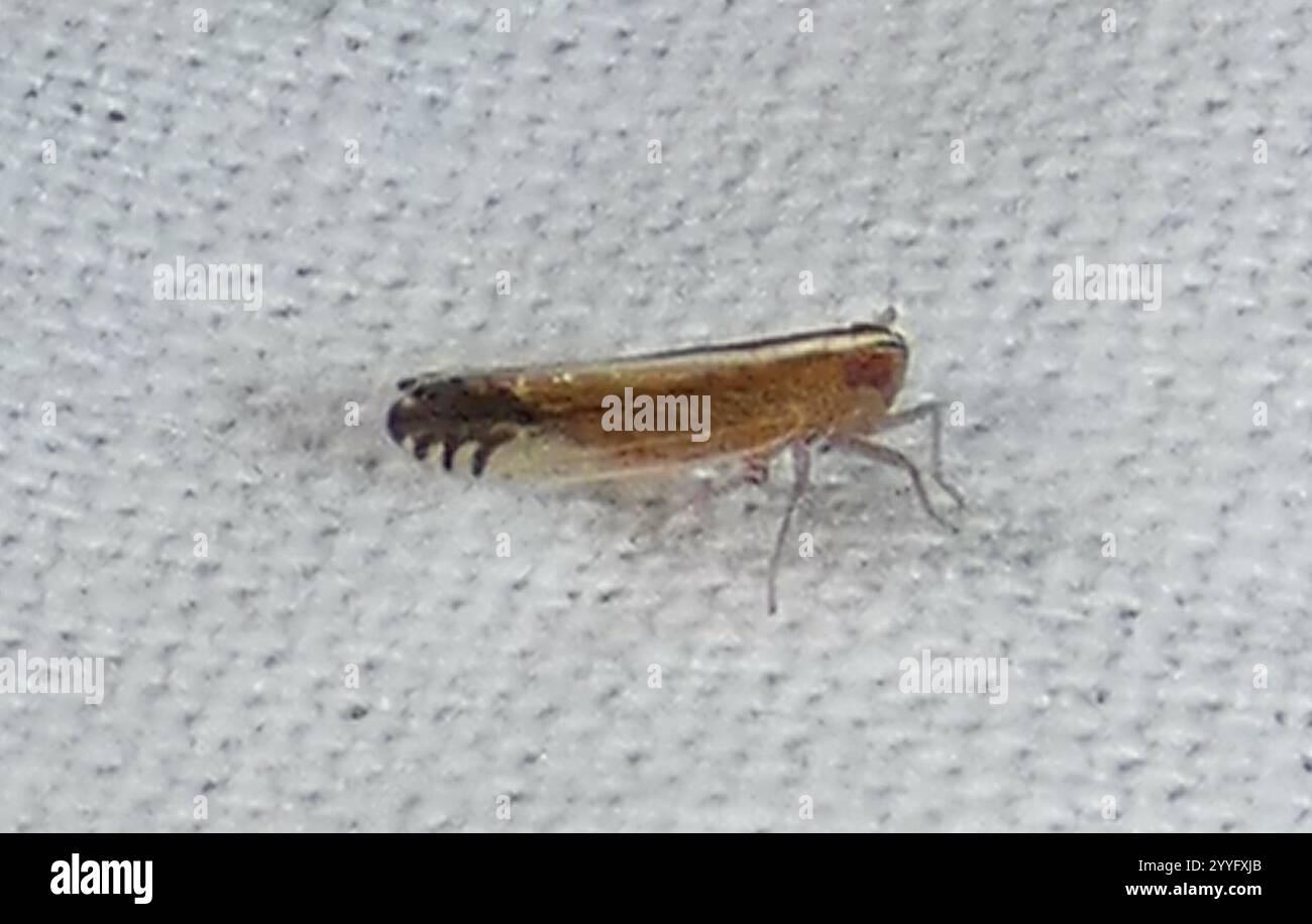 Stenocranus hi-res stock photography and images - Alamy